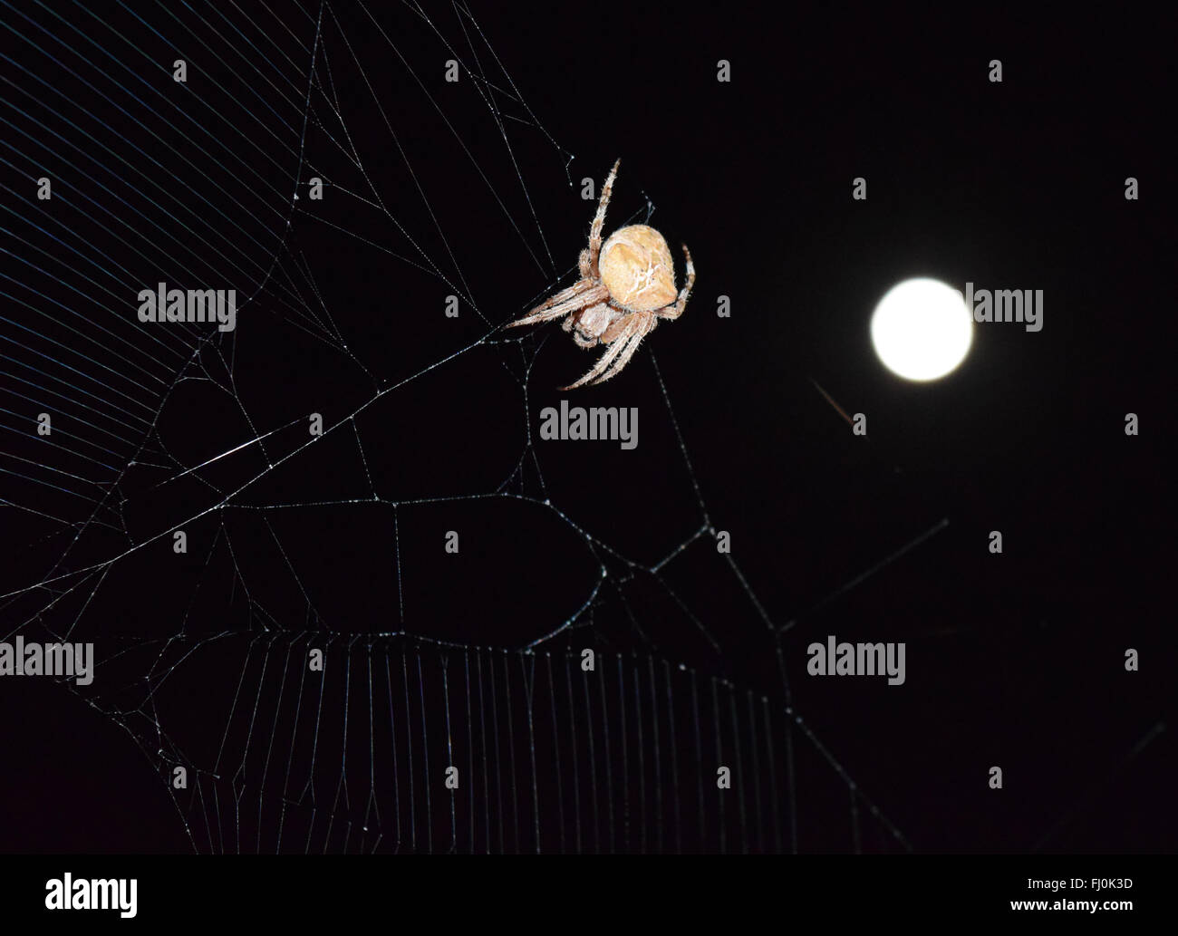 Araneus Spider on the background of the moon. Night spider on its web ...