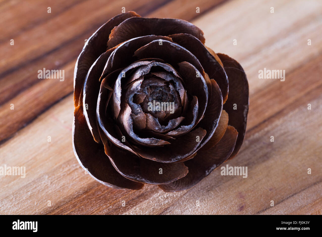 close up of a pinecone in the shape of a rose on a wooden table Stock ...