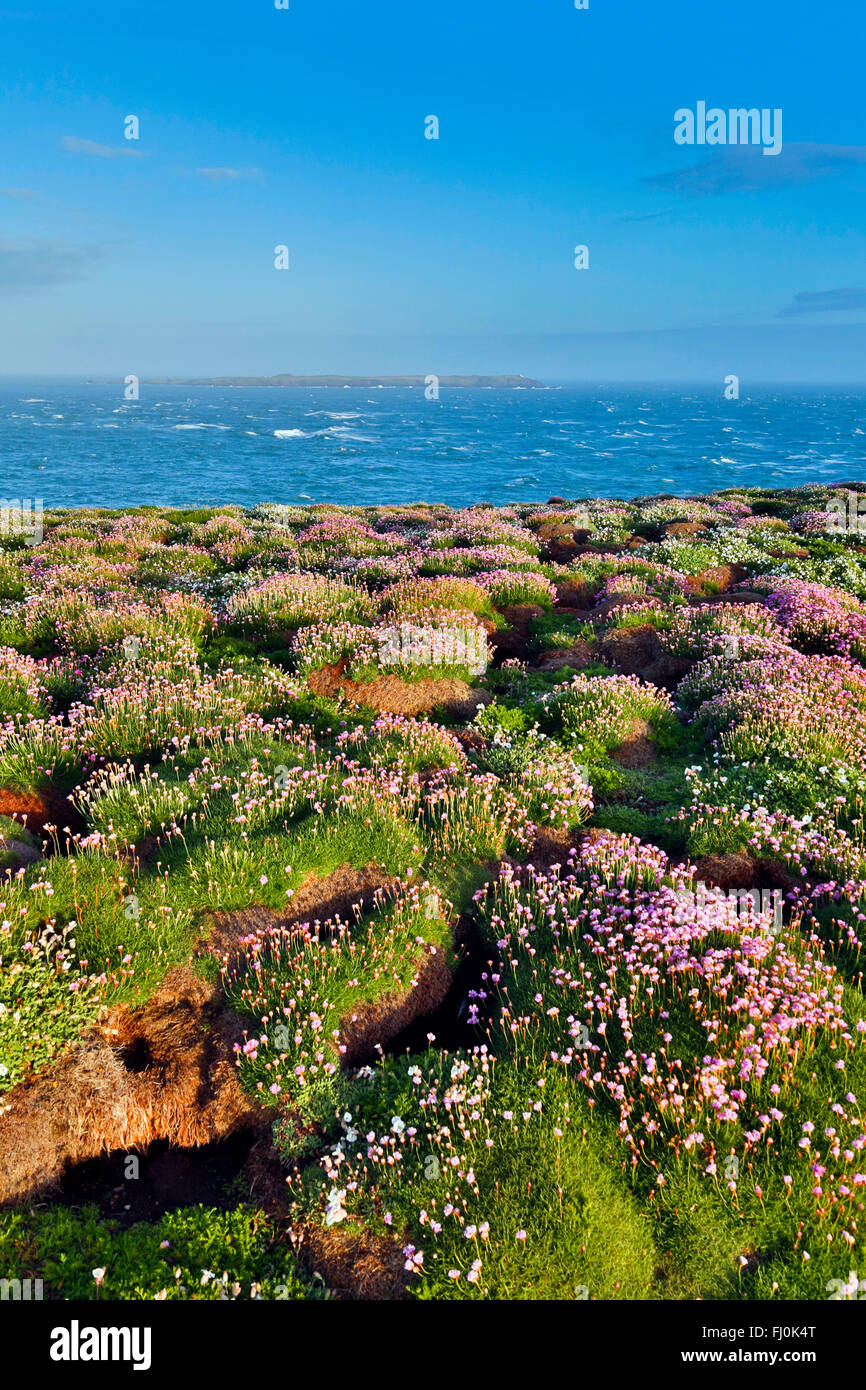 Skomer; Flowers; Spring; Wales; UK Stock Photo - Alamy
