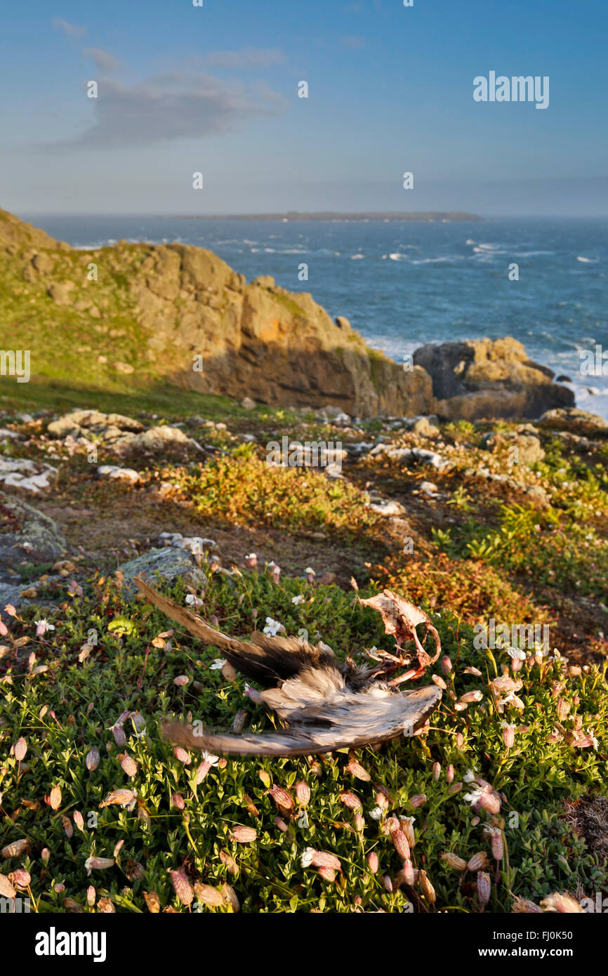 Manx shearwater and wales hi-res stock photography and images - Alamy
