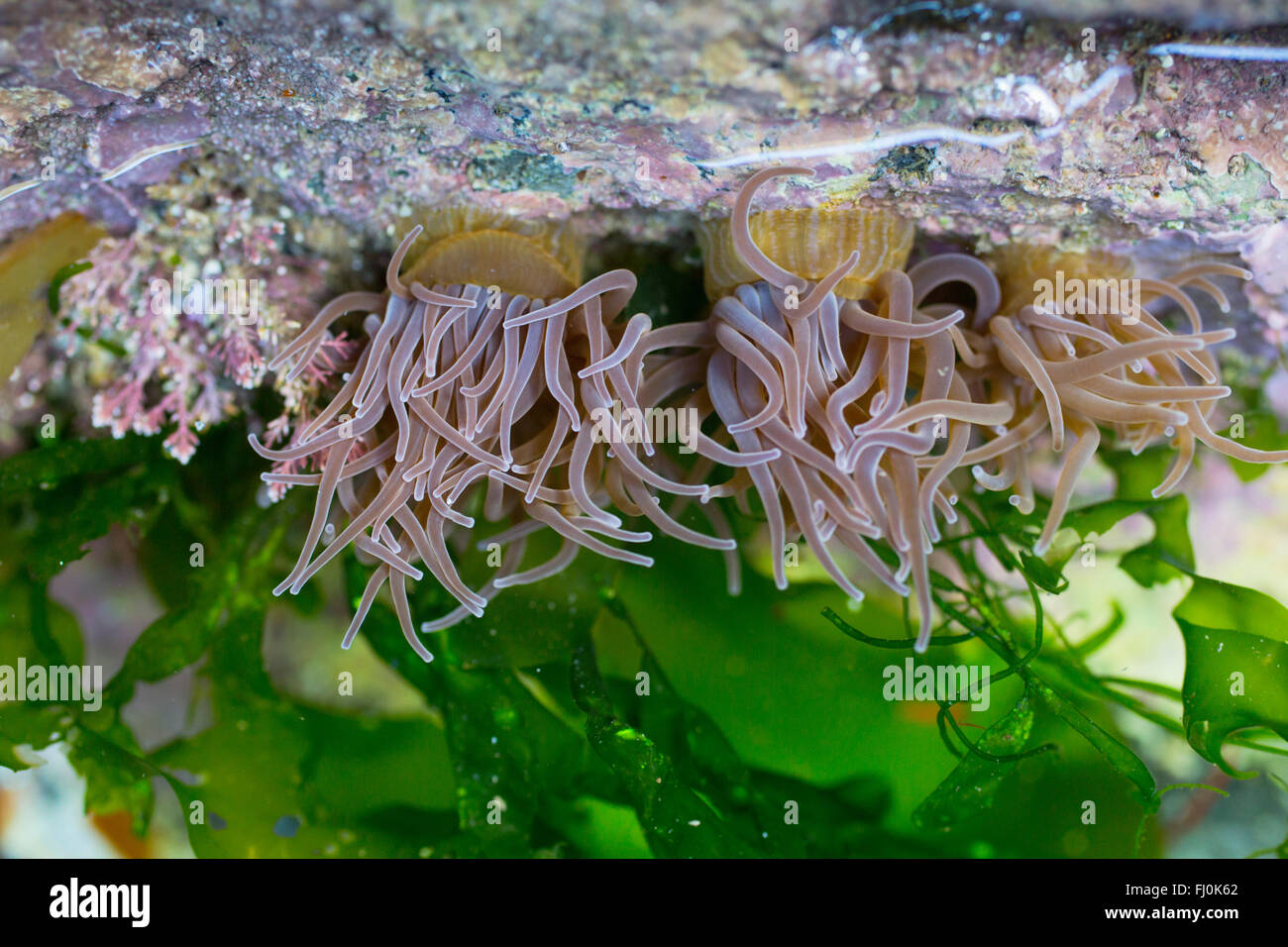 Snakelocks Anemone; Anemonia viridis Rock Pool Cornwall; UK Stock Photo ...