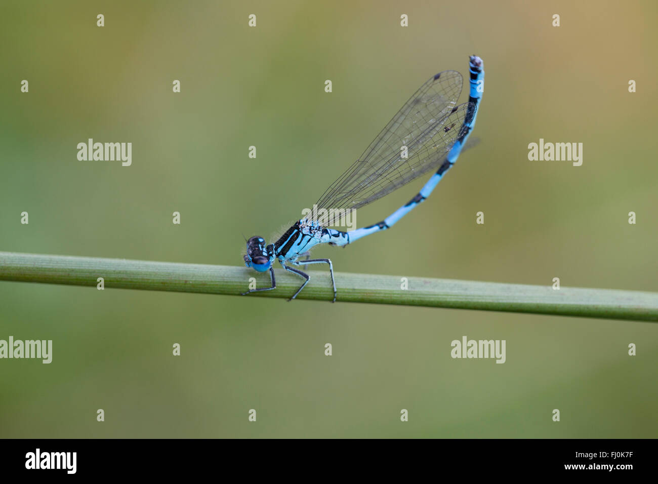 Southern Damselfly; Coenagrion mercuriale Single Devon; UK Stock Photo ...