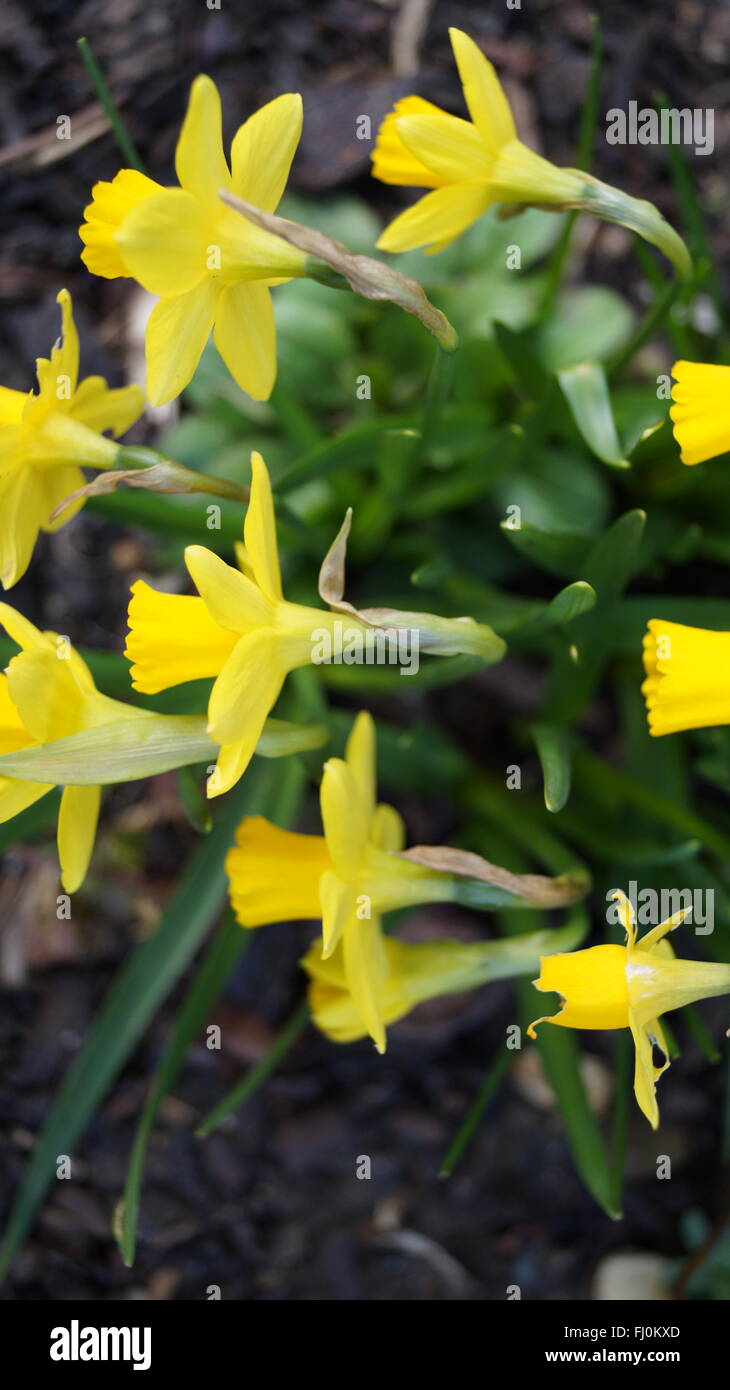 Star shaped daffodil hi-res stock photography and images - Alamy