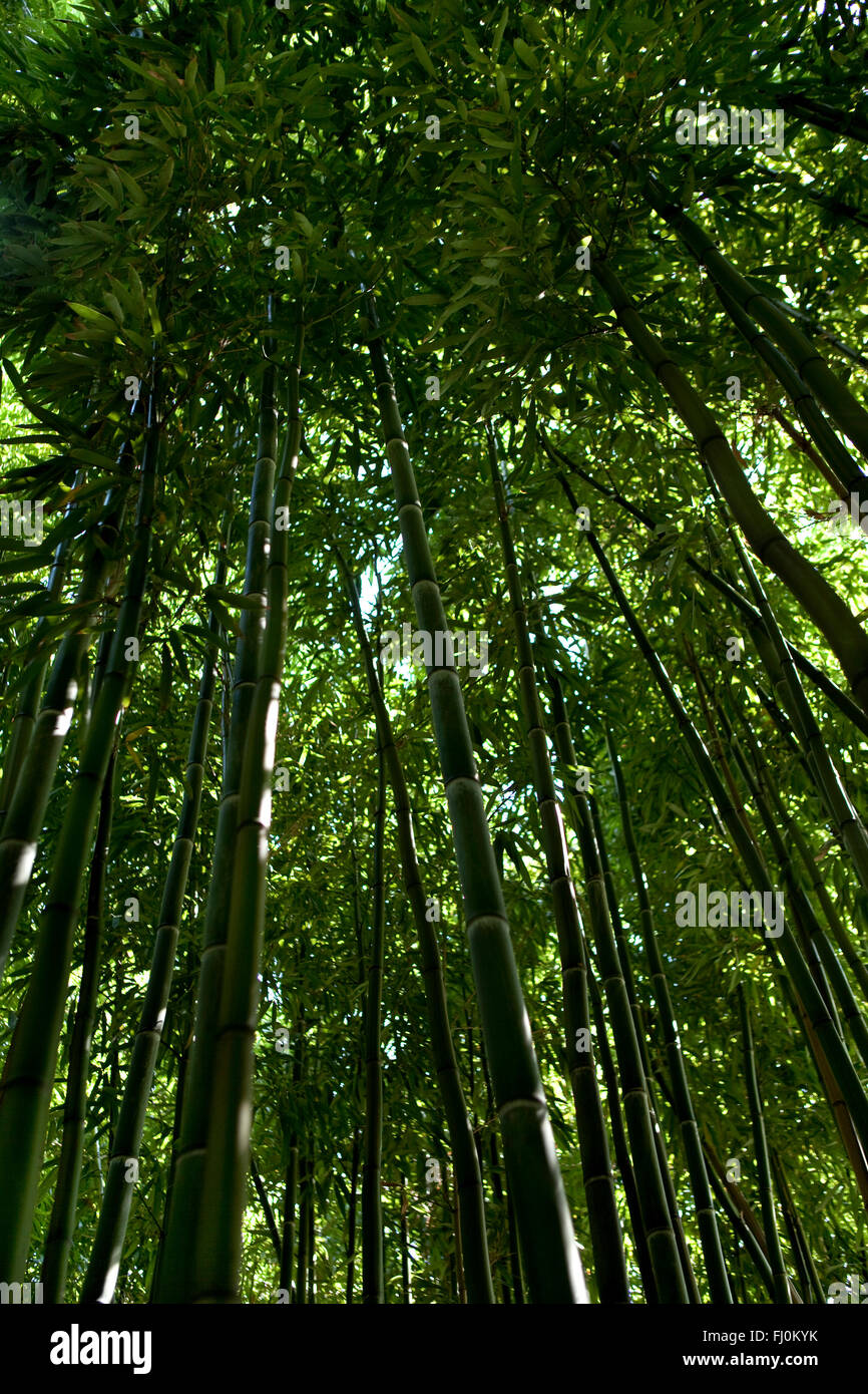 Bamboo trees hi-res stock photography and images - Alamy