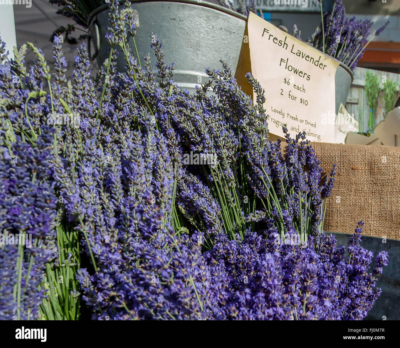 Farmers growing lavender lavender farm hi-res stock photography and ...