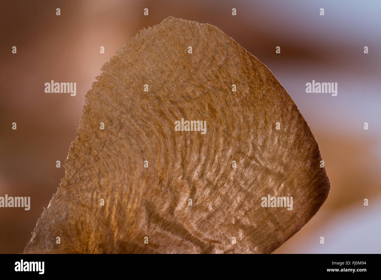 close up of a seed from a tall evergreen on a white paper Stock Photo ...