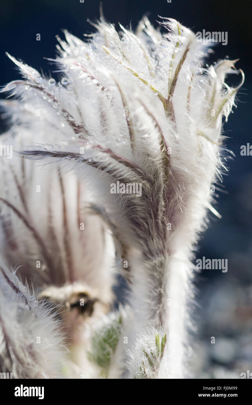 haller's pasque flower, pulsatilla halleri Stock Photo - Alamy