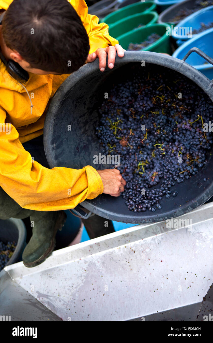Sorting grapes hi-res stock photography and images - Alamy