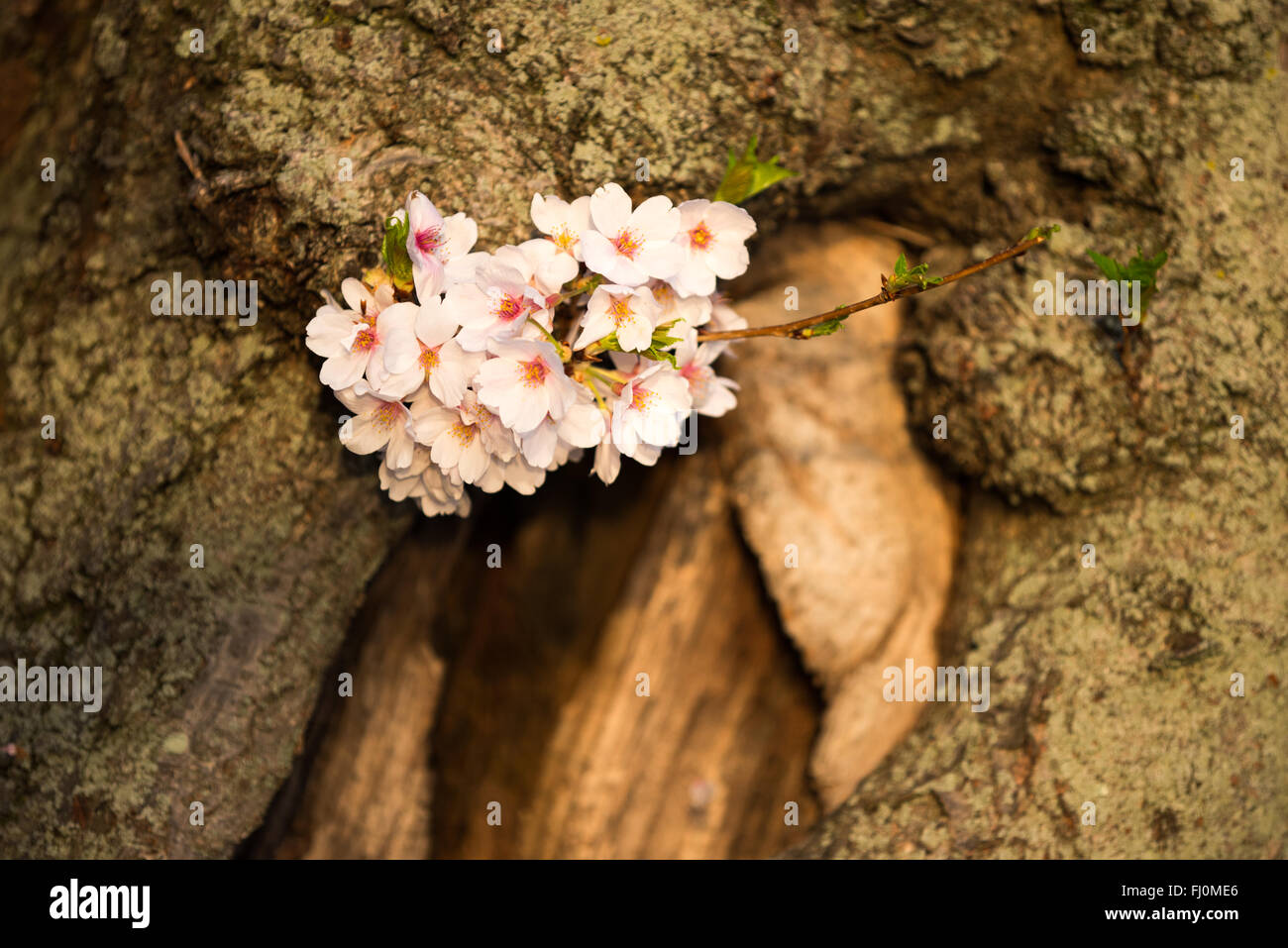Small cluster of blossoms hi-res stock photography and images - Alamy