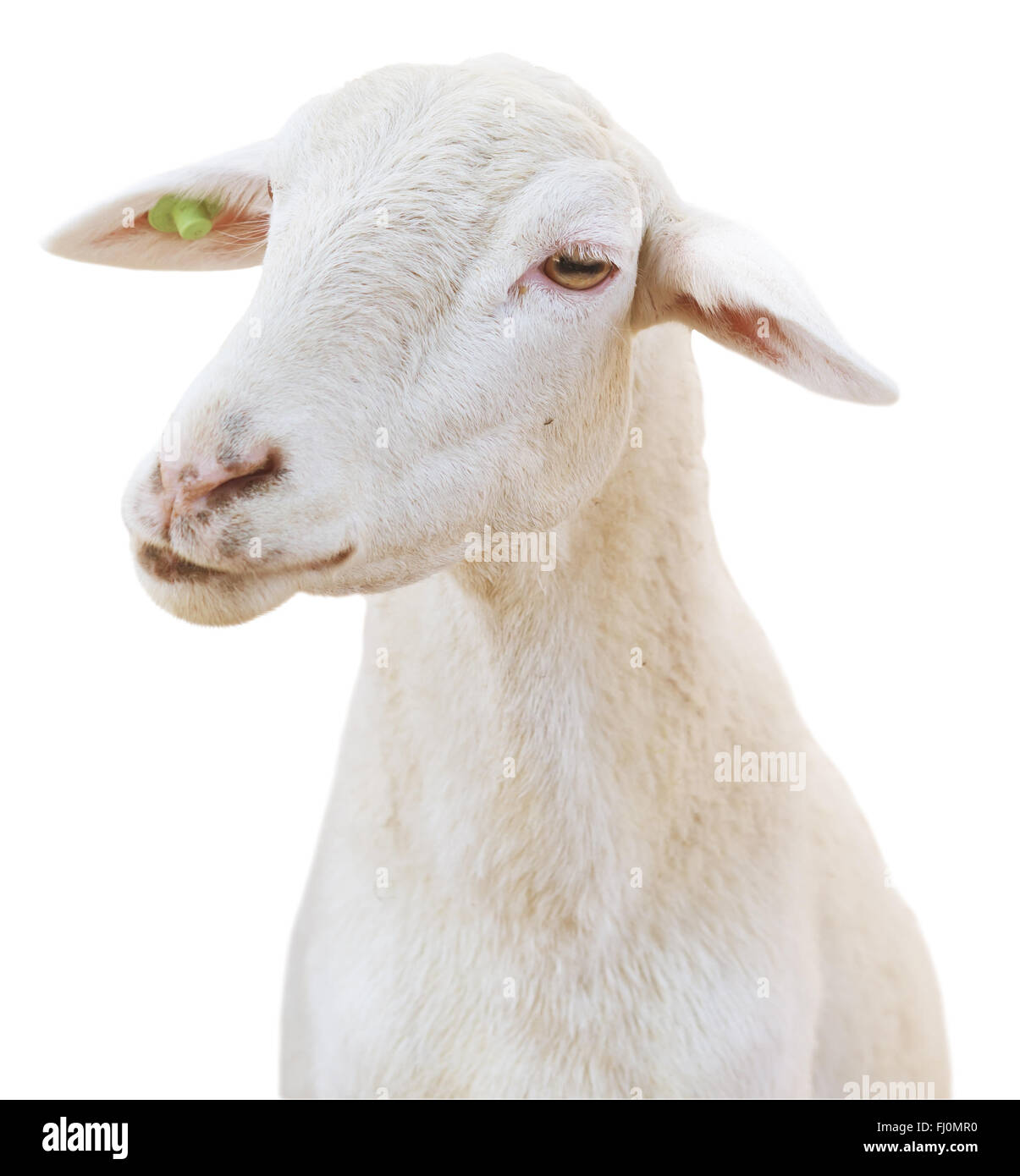 Sheep On White Background High Resolution Stock Photography and Images ...