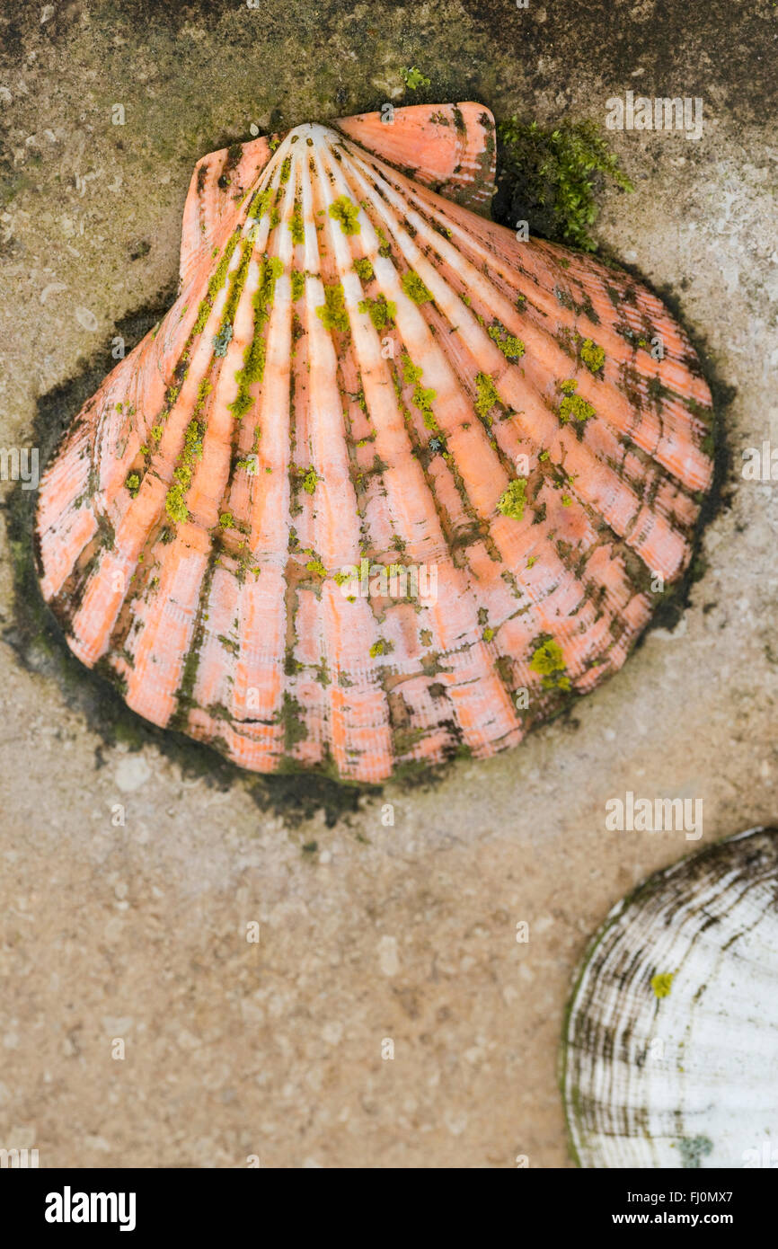 Clam shell hi-res stock photography and images - Alamy