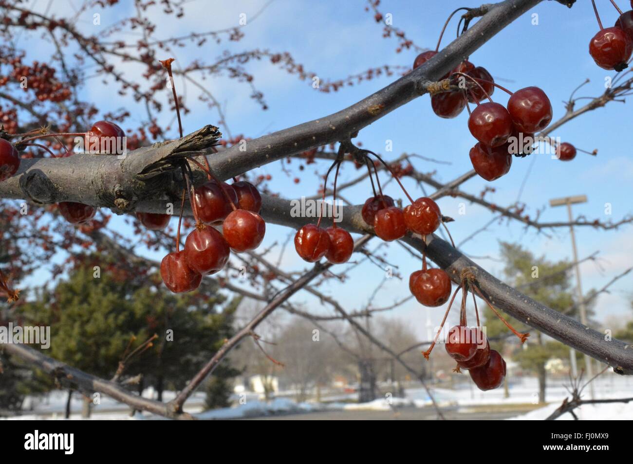 Crab Apples on Branch Stock Photo - Alamy