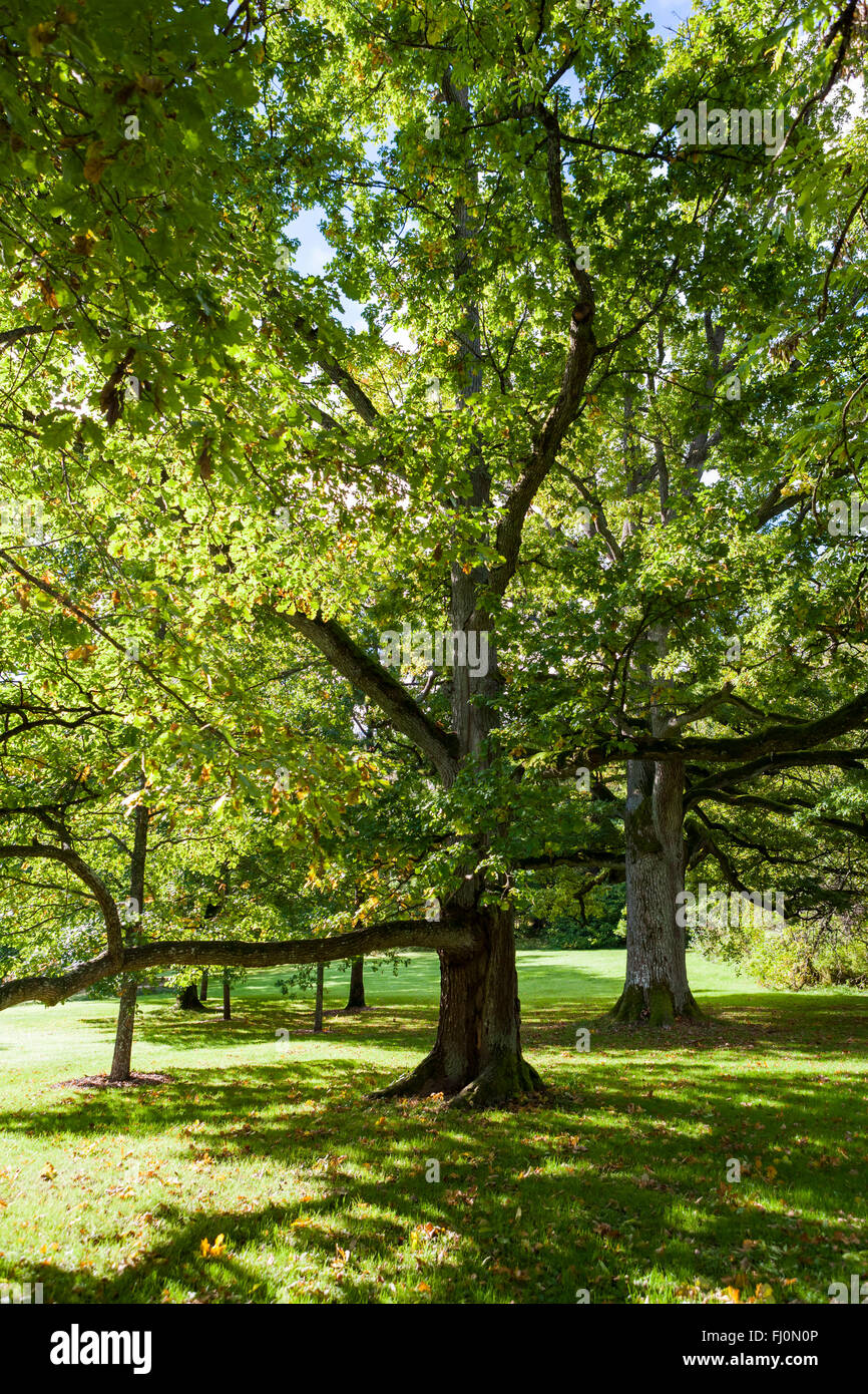 Finnish oak tree hi-res stock photography and images - Alamy