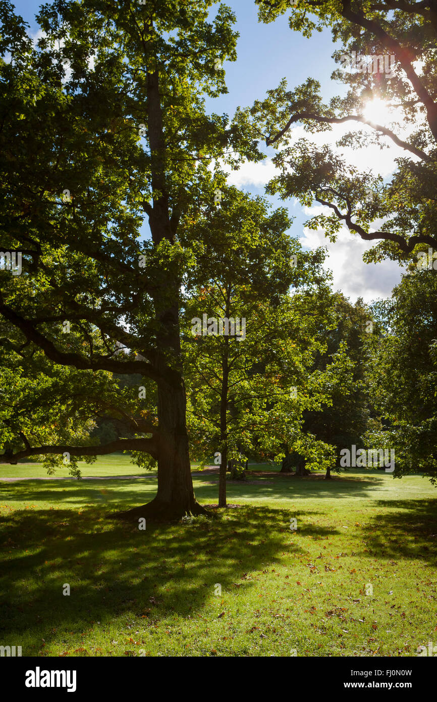 Finnish oak tree hi-res stock photography and images - Alamy