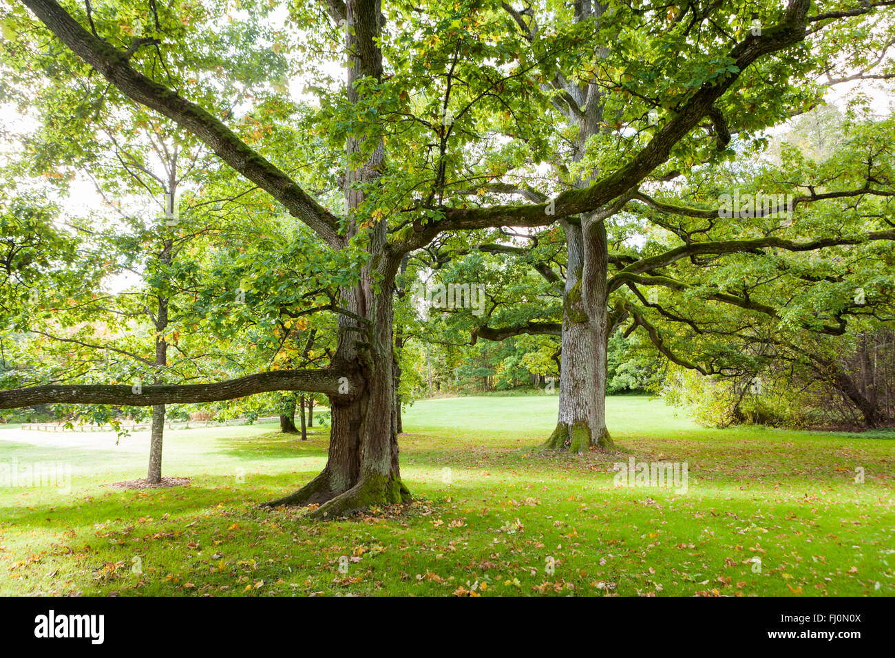 Finnish oak tree hi-res stock photography and images - Alamy