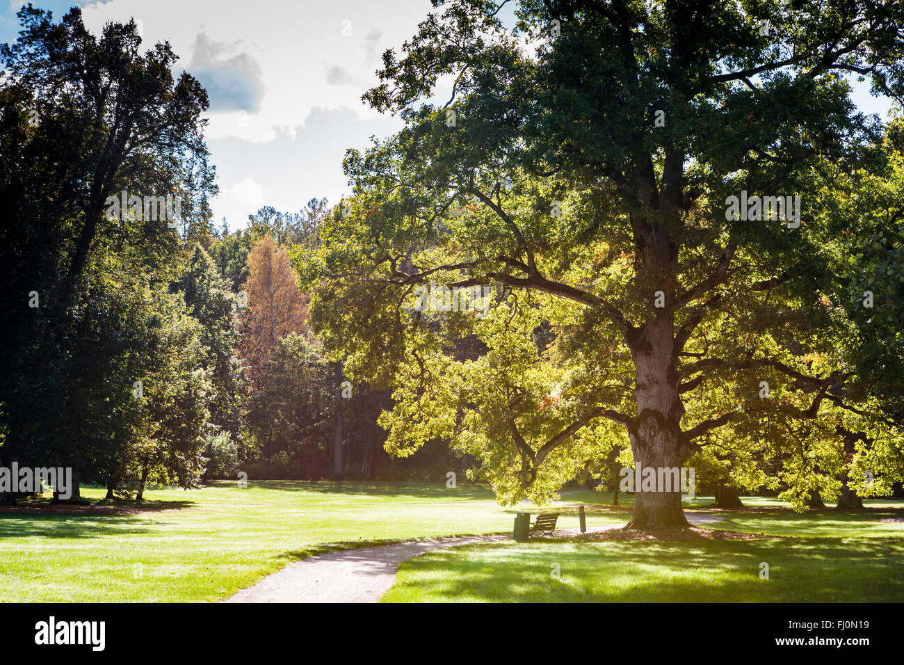 Old Oak Tree Stock Photo - Alamy