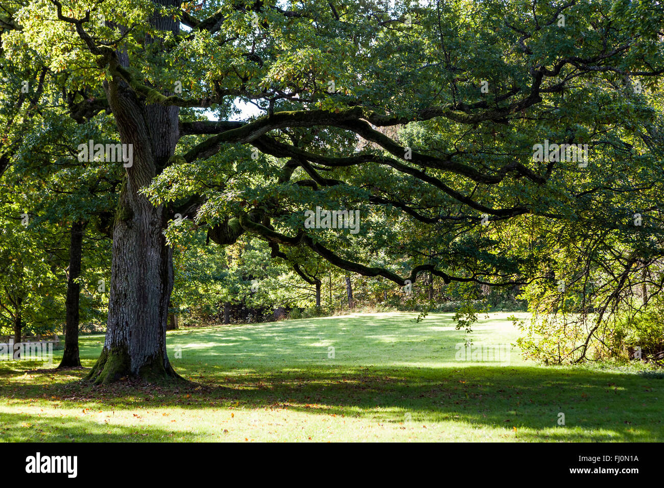 Old Oak Tree Stock Photo - Alamy