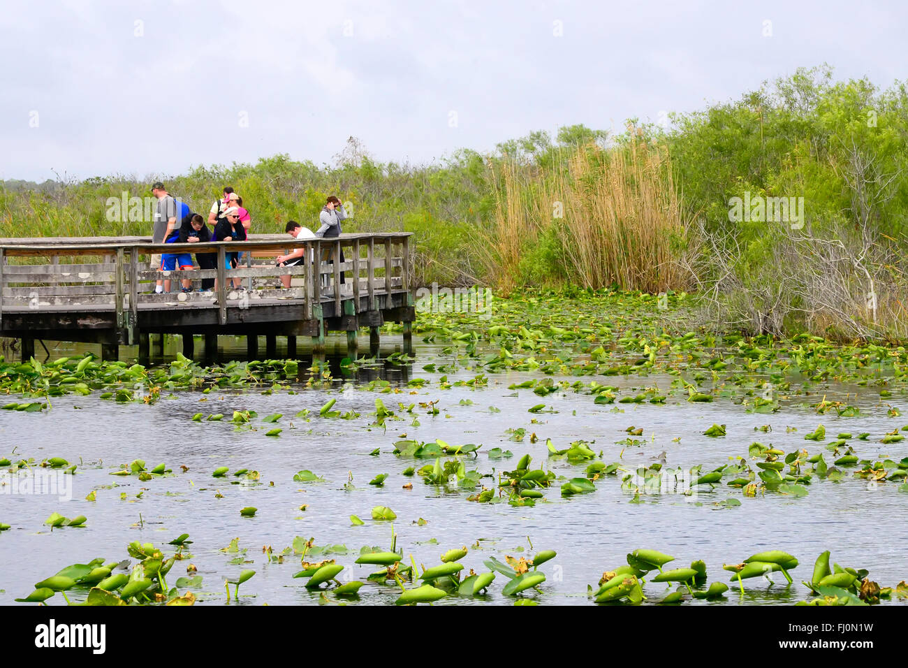 anhinga trail everglades national park florida Stock Photo - Alamy