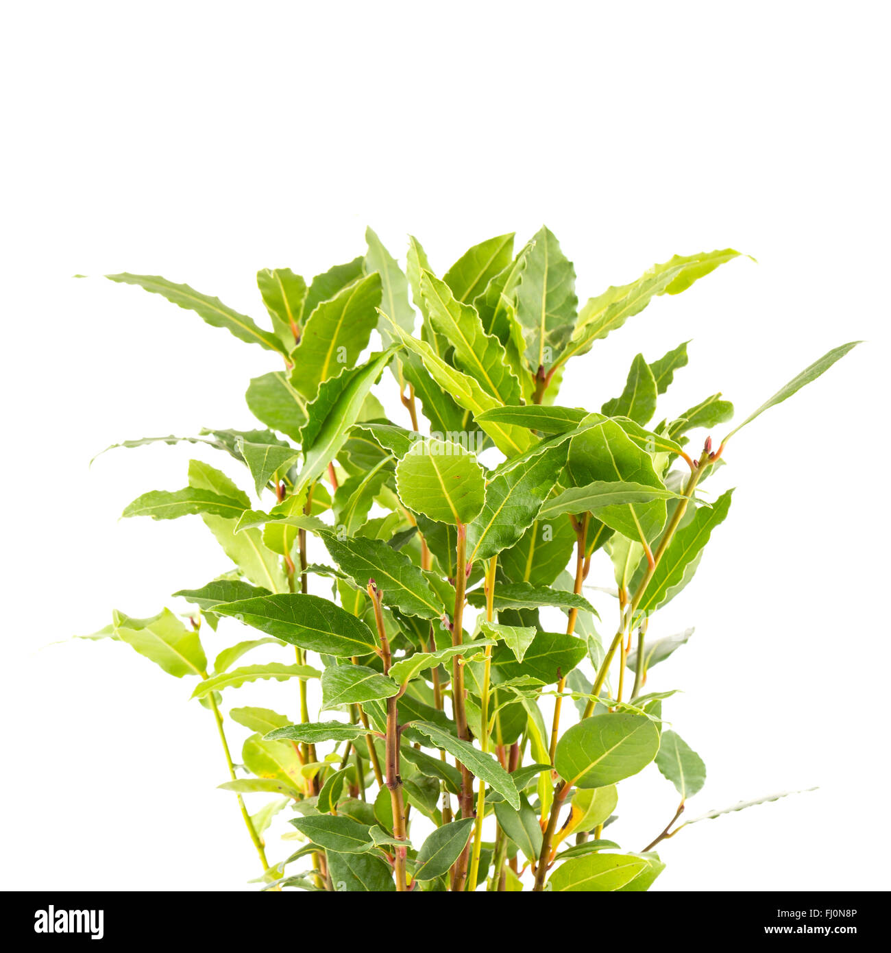 Small laurel tree in flower pot isolated on white background. Closeup ...