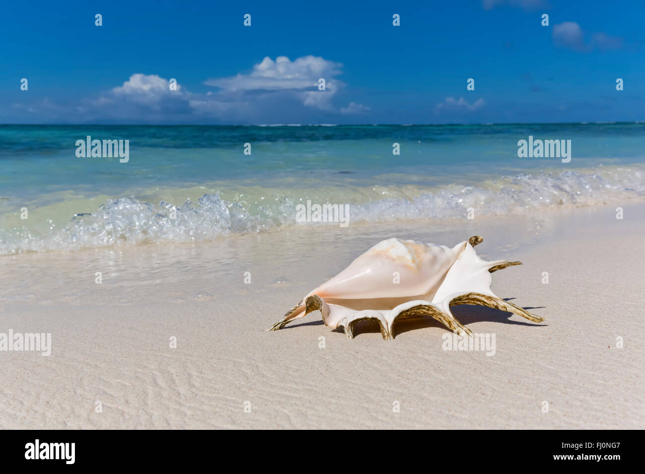 True conch hi-res stock photography and images - Alamy