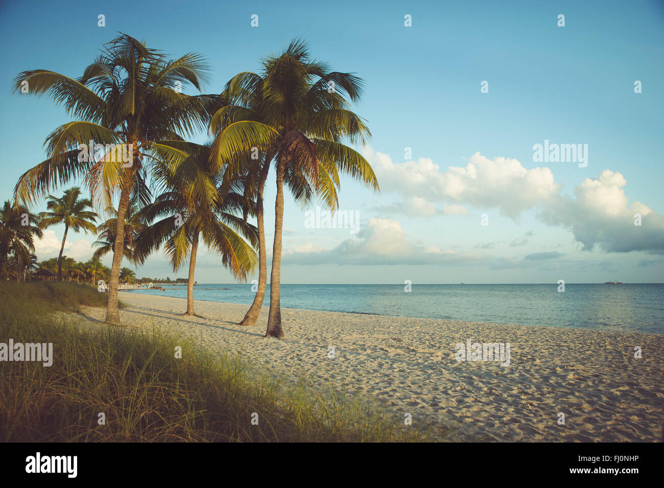 USA, Florida, Key West, palm trees on beach Stock Photo - Alamy