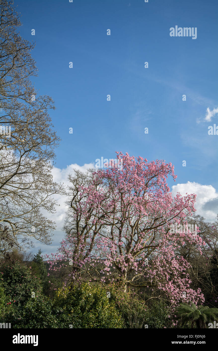 Magnolia room hi-res stock photography and images - Alamy