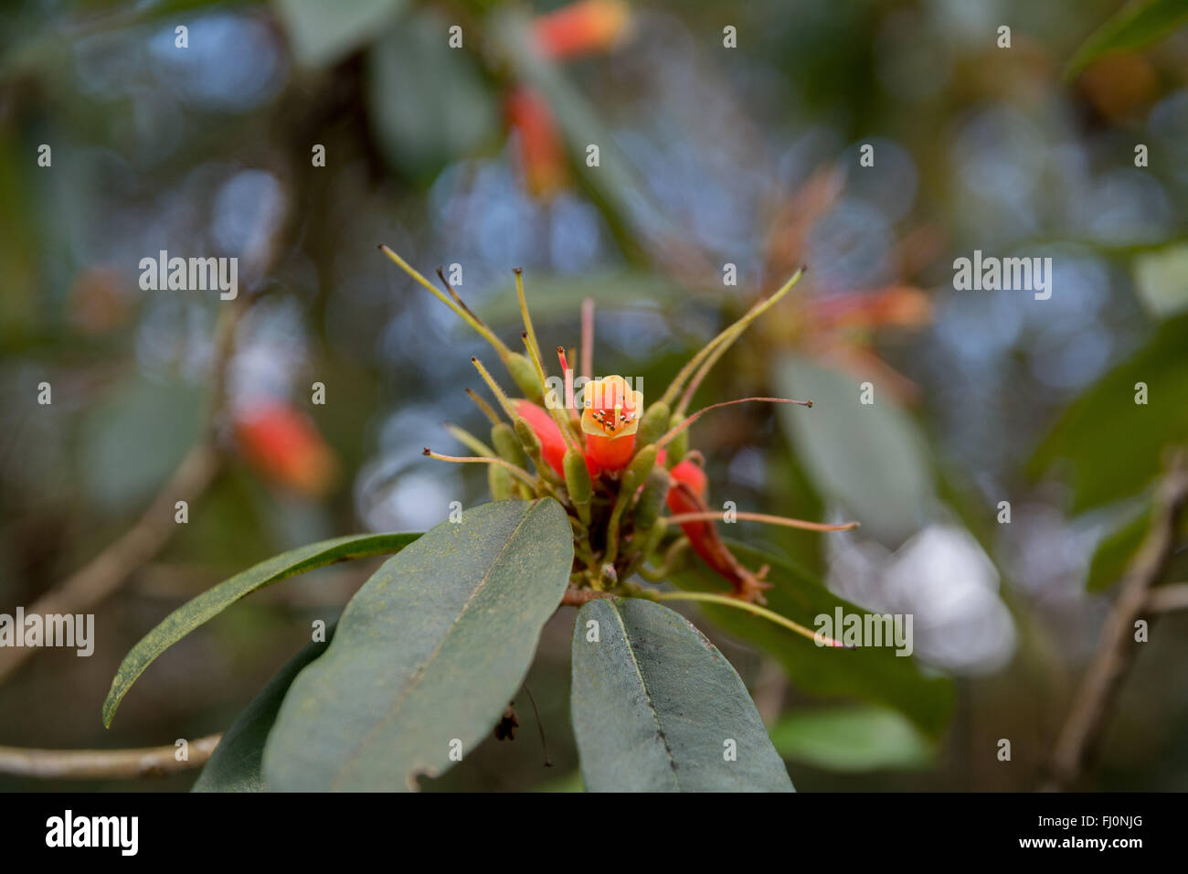 Rhododendron orange flowers flowering shrub hi-res stock photography ...