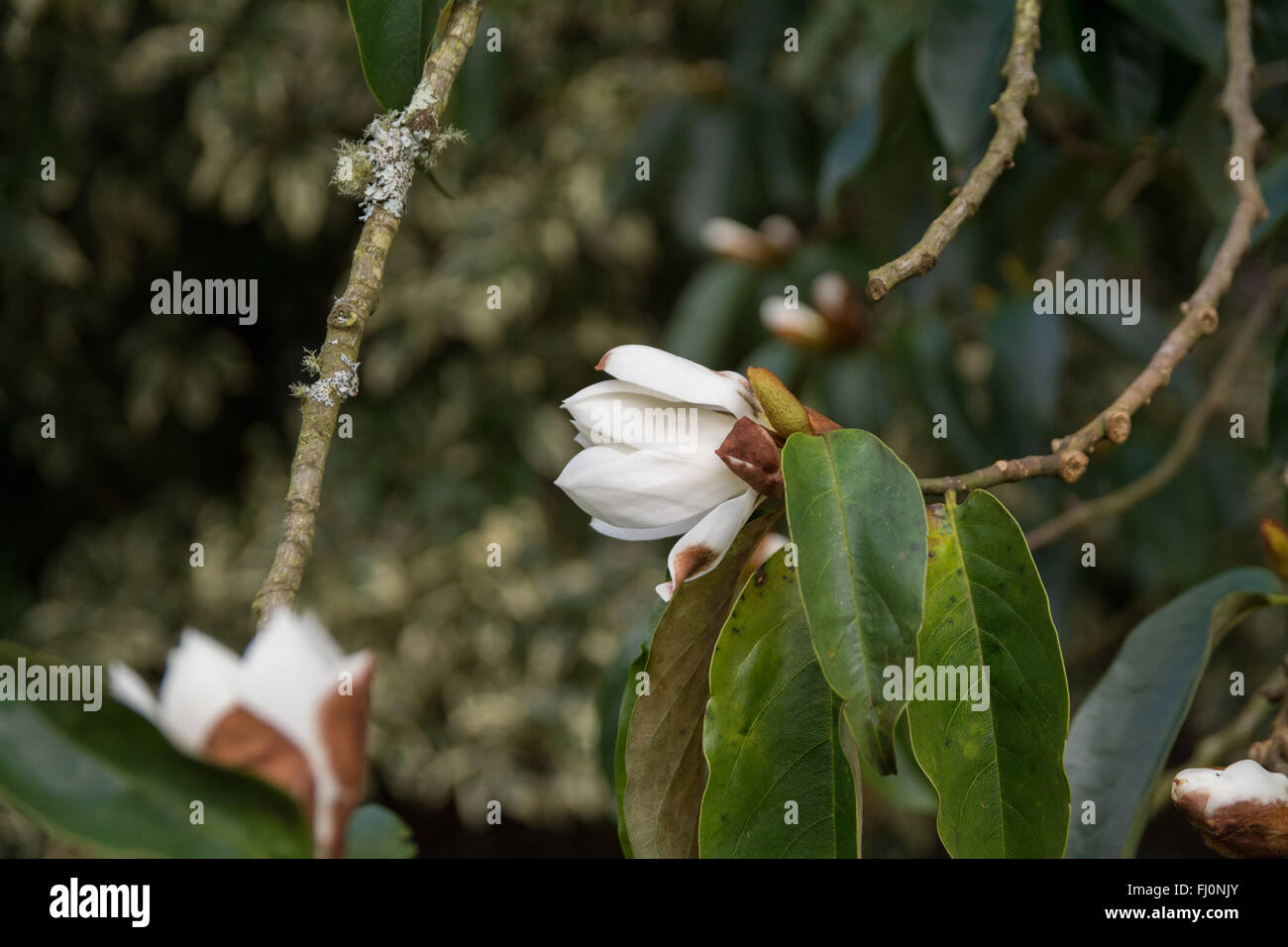 Michelia hi-res stock photography and images - Alamy