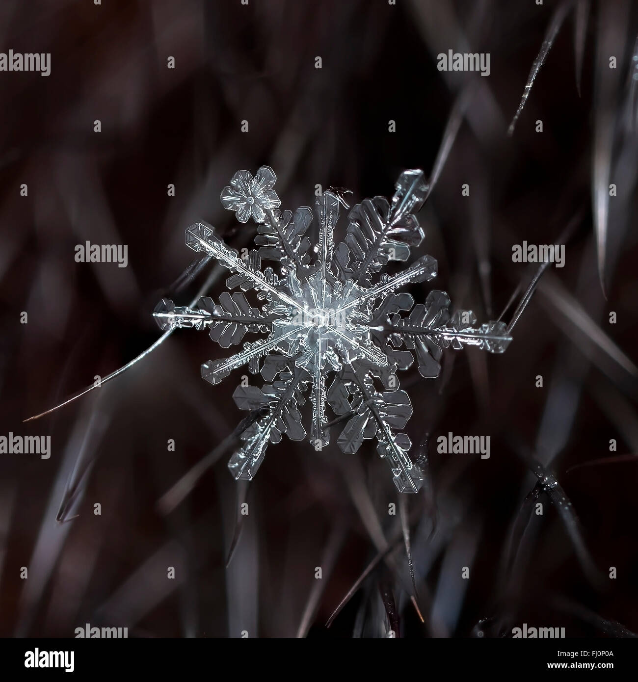natural snowflakes on fur Stock Photo - Alamy