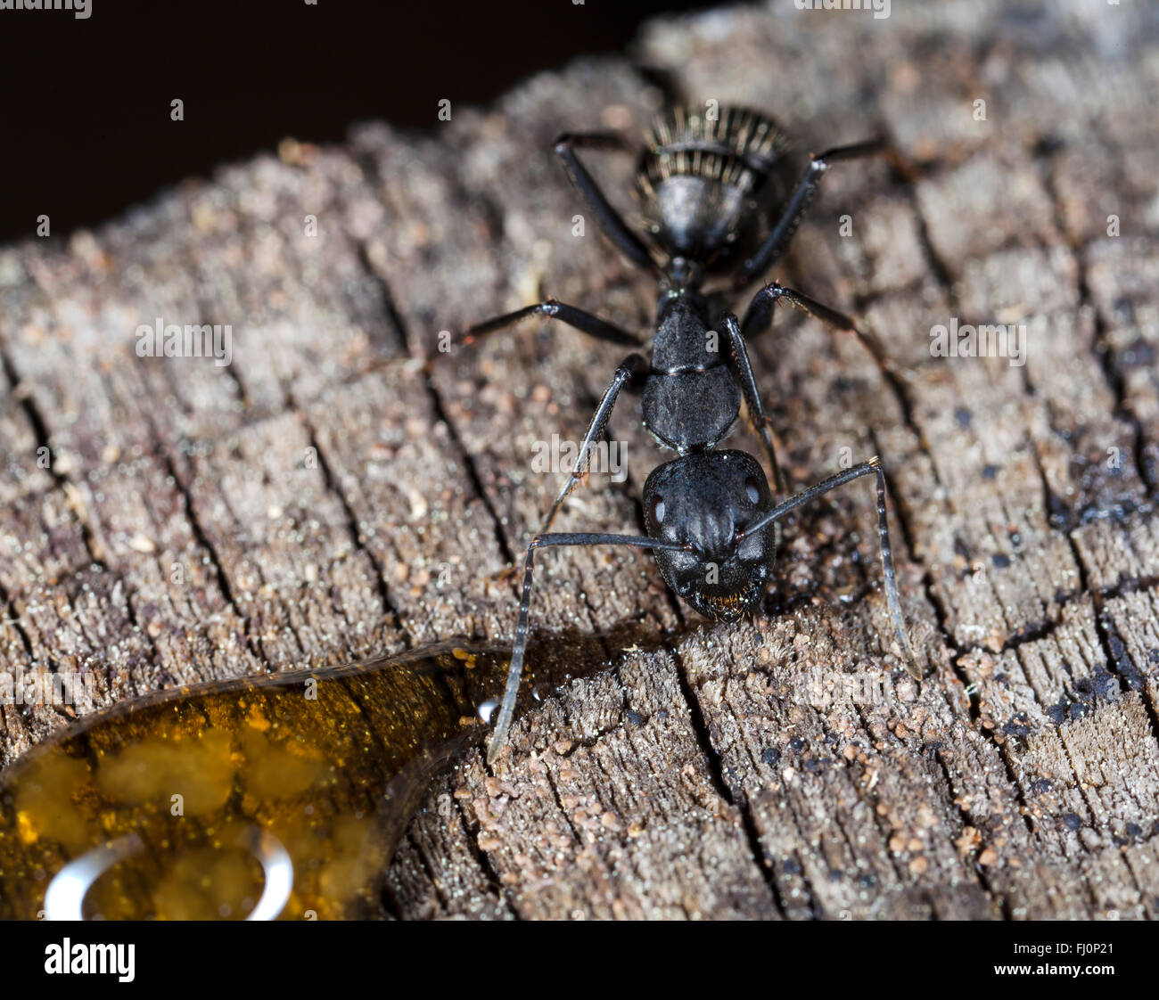 Big forest ant eats hi-res stock photography and images - Alamy