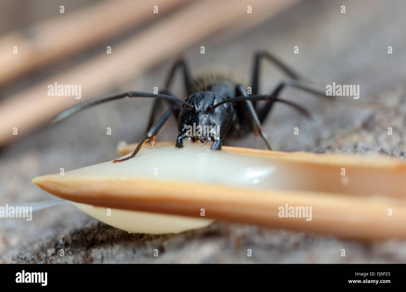 big forest ant and drop of milk Stock Photo - Alamy