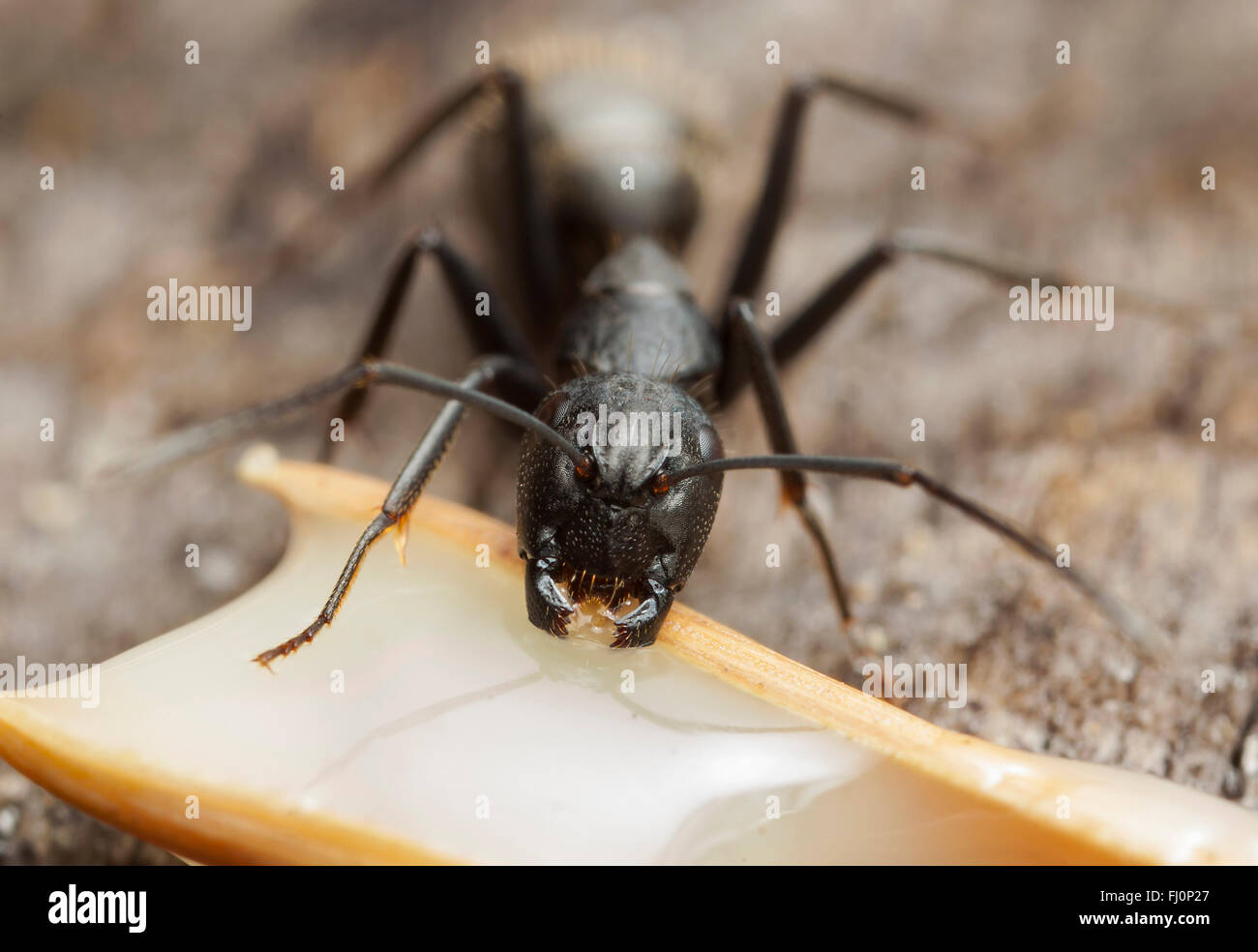 big forest ant and drop of milk Stock Photo - Alamy