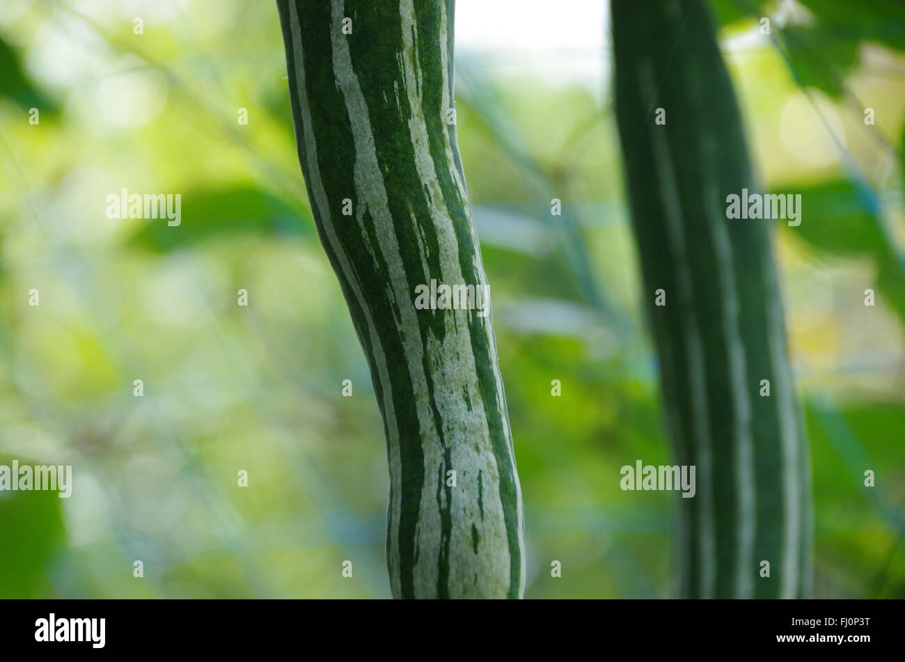 Snake gourd hi-res stock photography and images - Alamy