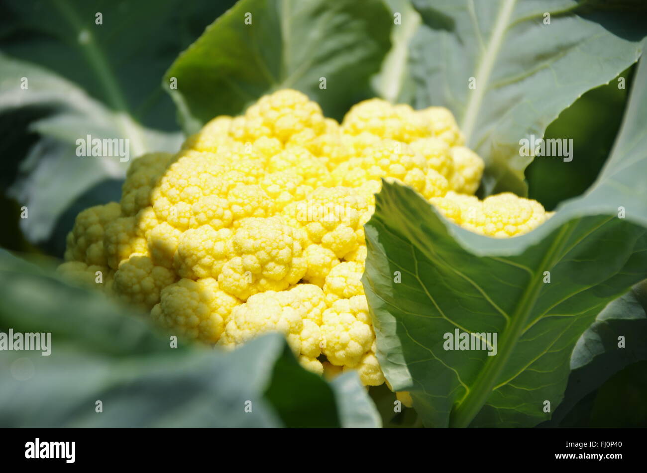 Meristem hi-res stock photography and images - Alamy