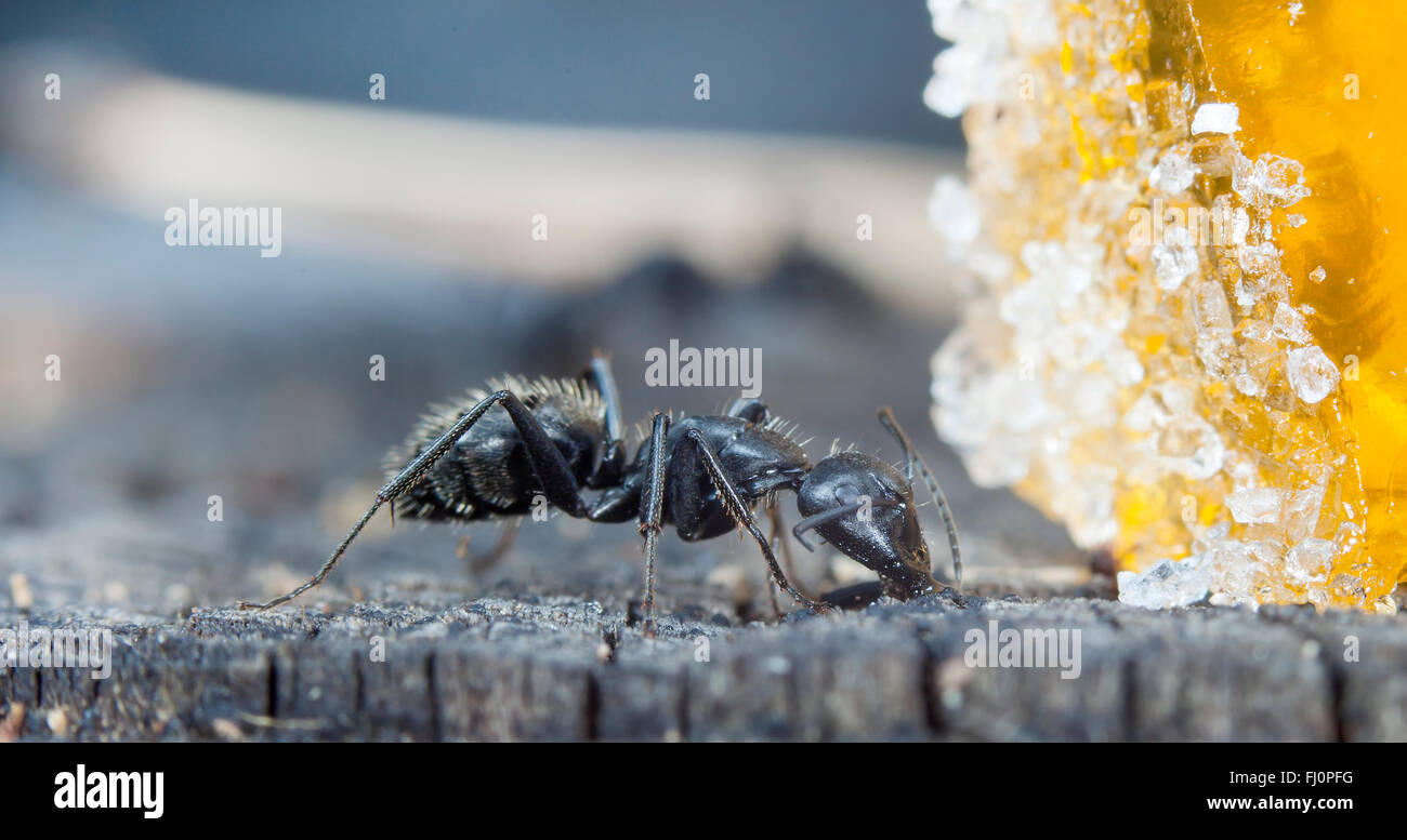 big forest ant and orange fruit jelly with sugar Stock Photo - Alamy