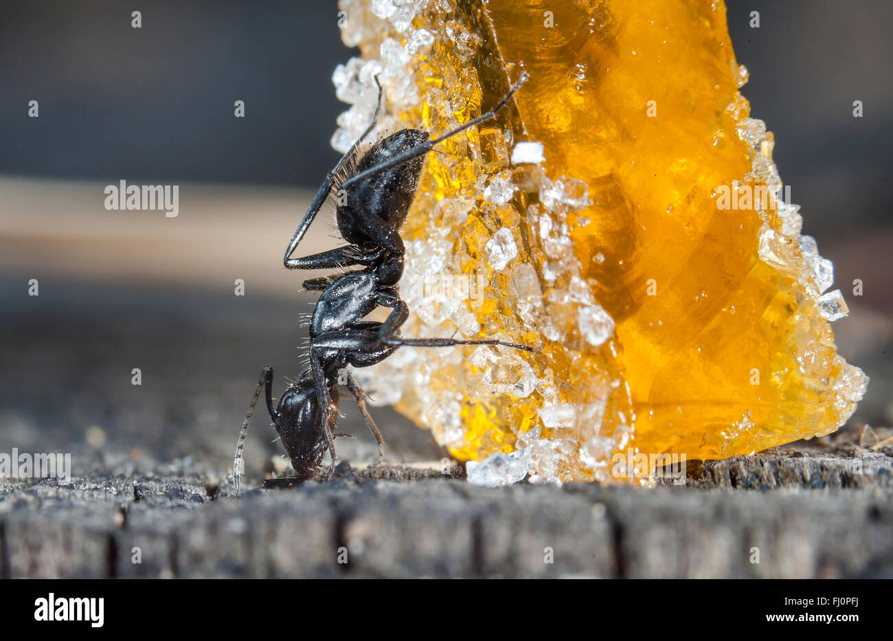 big forest ant and orange fruit jelly with sugar Stock Photo - Alamy