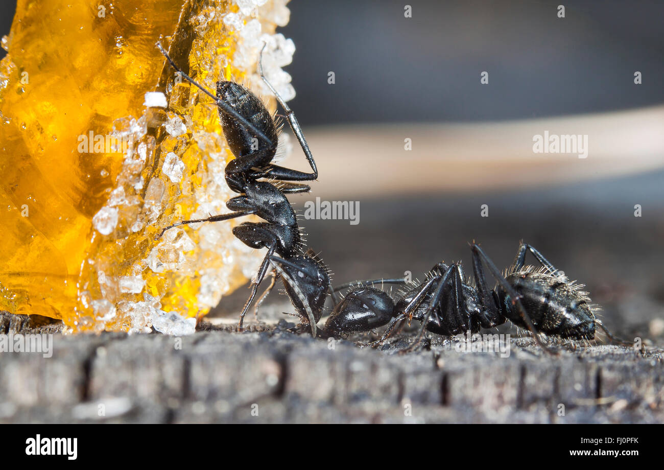 big forest ant and orange fruit jelly with sugar Stock Photo - Alamy