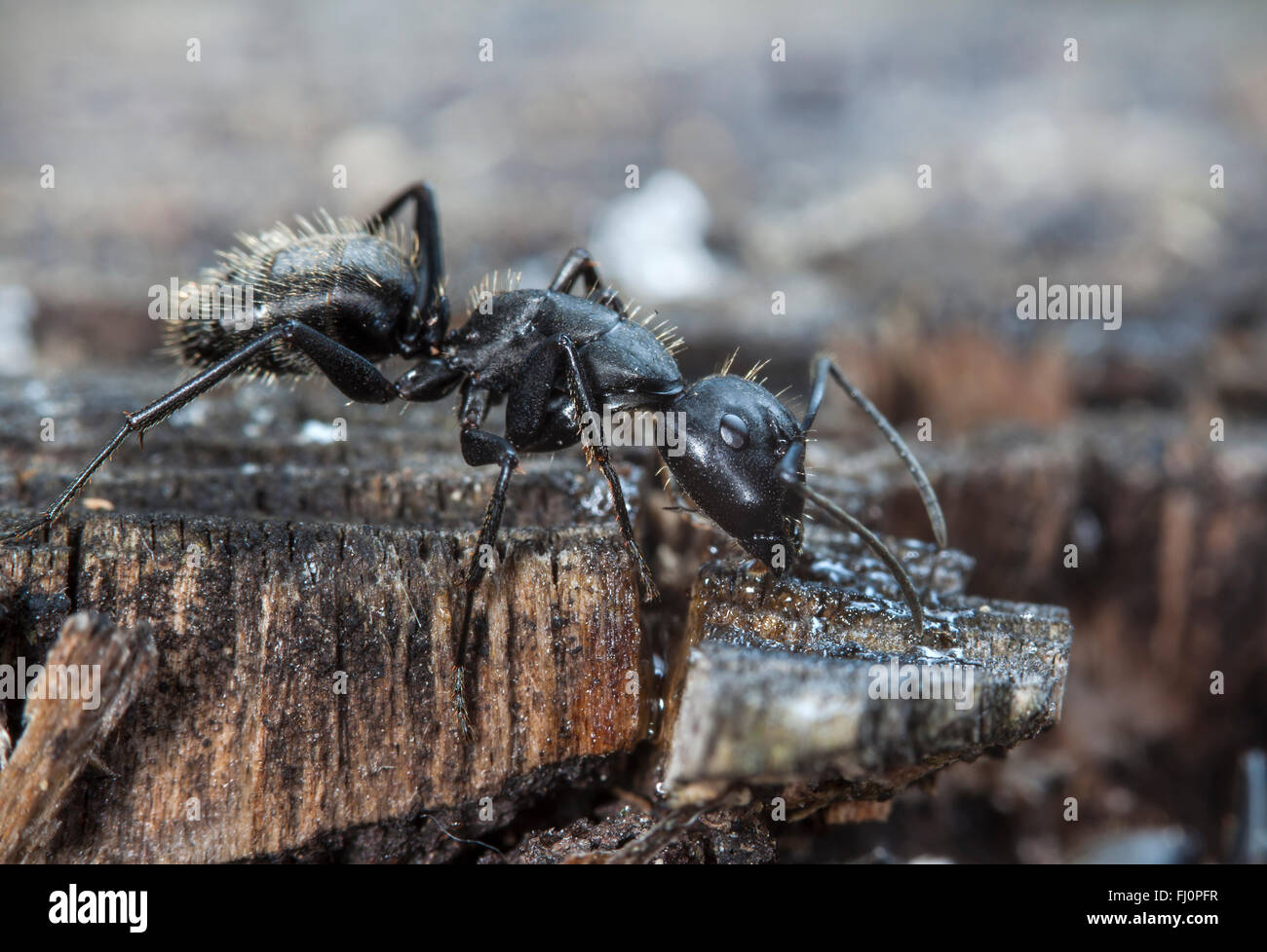 big forest ant in a native habitat Stock Photo - Alamy