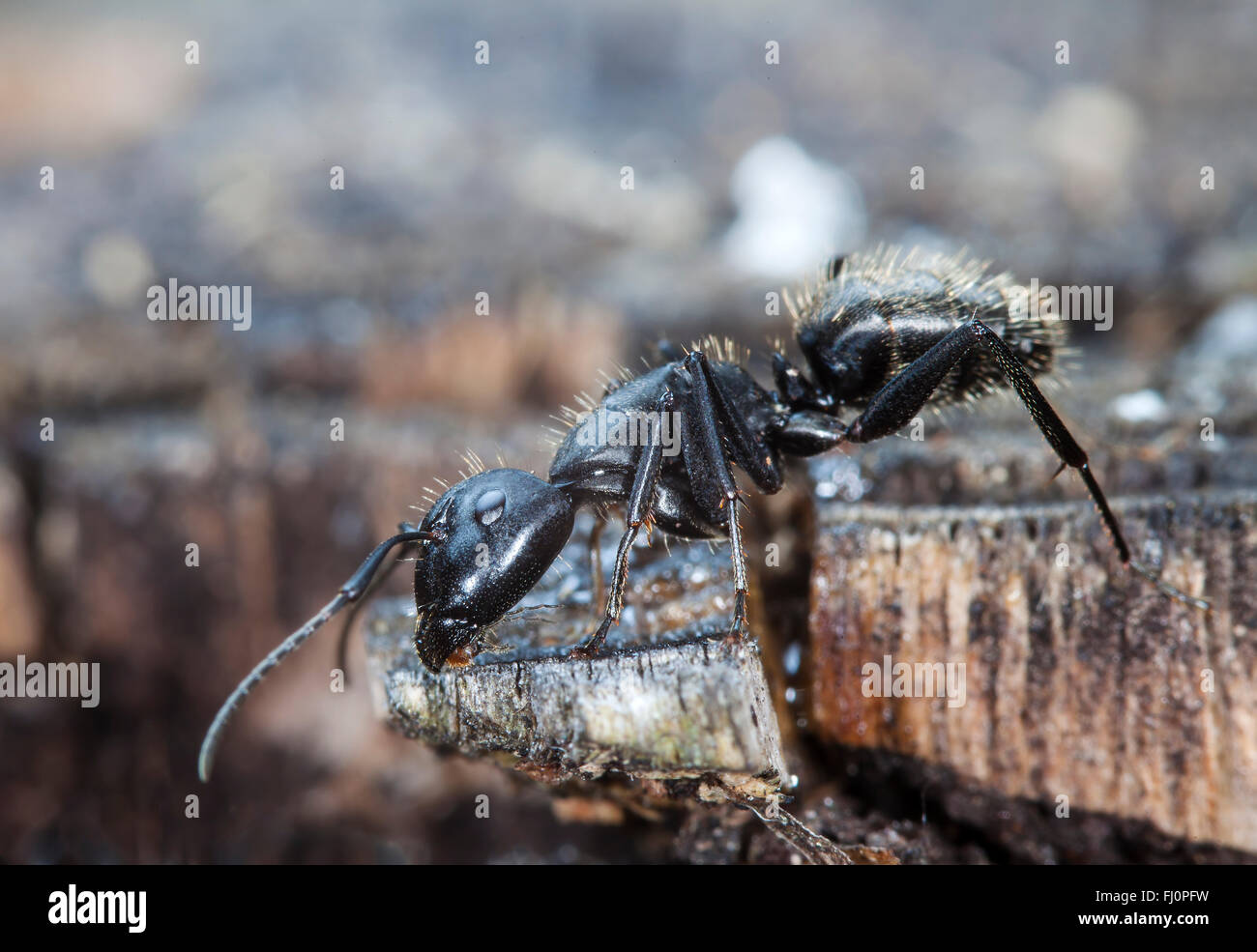 big forest ant in a native habitat Stock Photo - Alamy