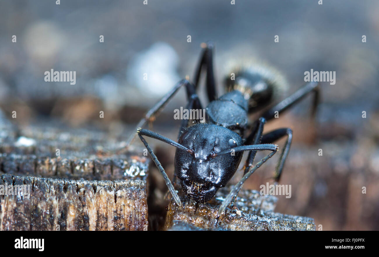 big forest ant in a native habitat Stock Photo - Alamy