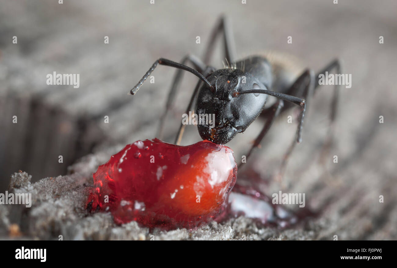 big forest ant eats strawberry jam Stock Photo - Alamy