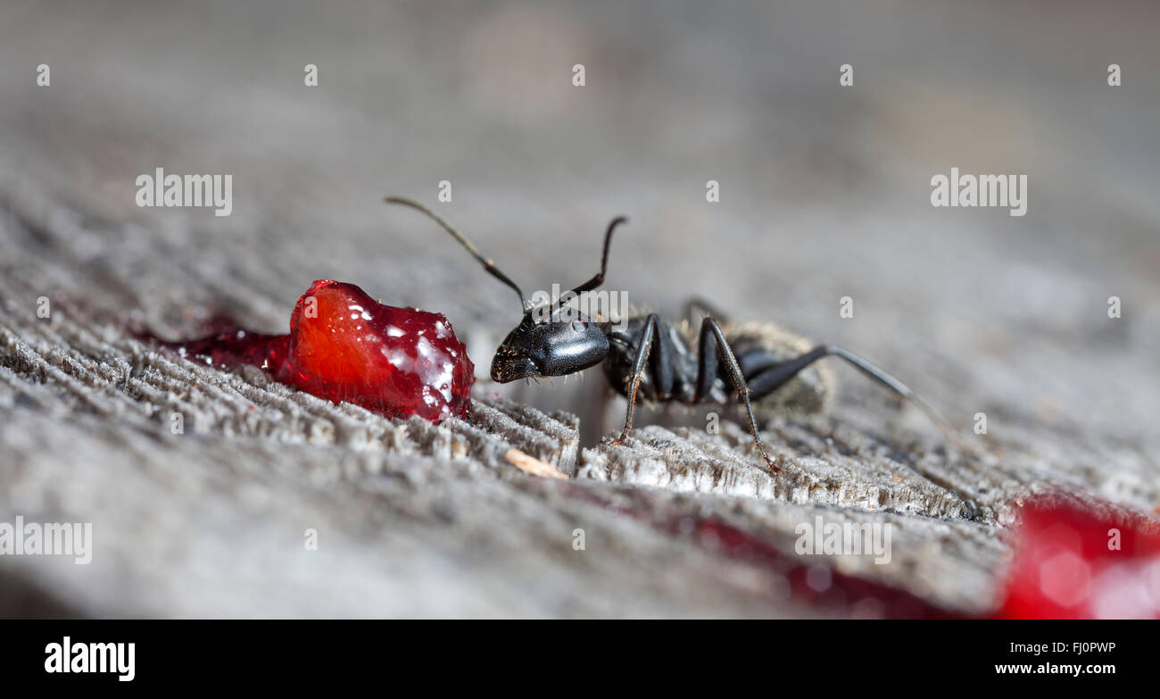 big forest ant eats strawberry jam Stock Photo - Alamy