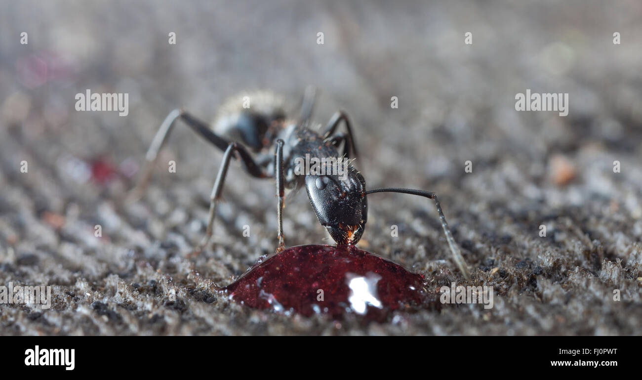 big forest ant eats strawberry jam Stock Photo - Alamy