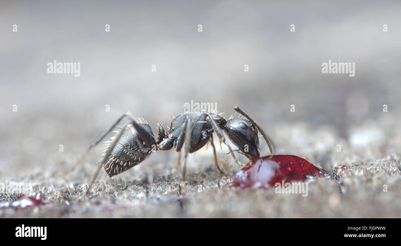 big forest ant eats strawberry jam Stock Photo - Alamy