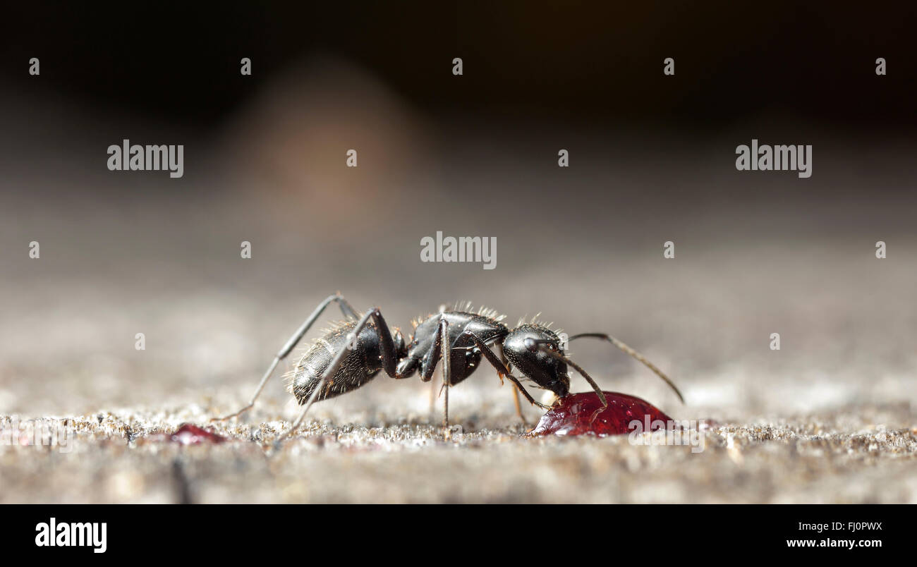 big forest ant eats strawberry jam Stock Photo - Alamy