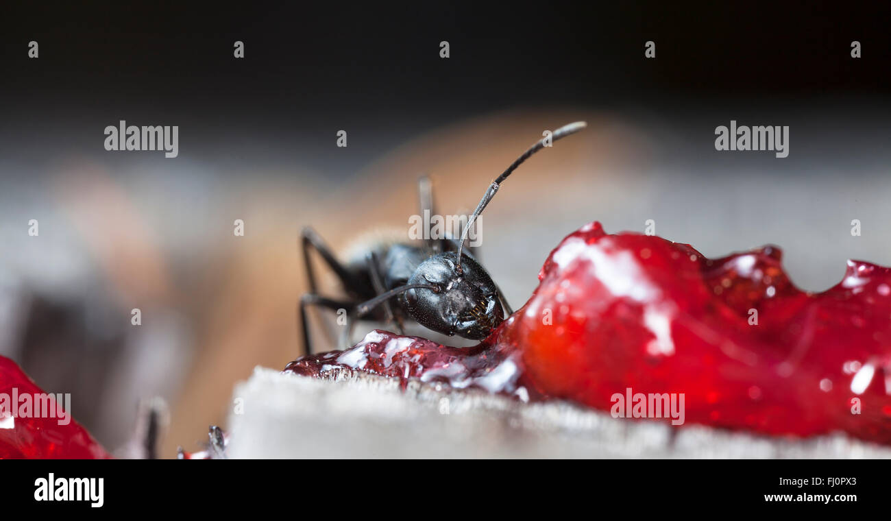 big forest ant eats strawberry jam Stock Photo - Alamy