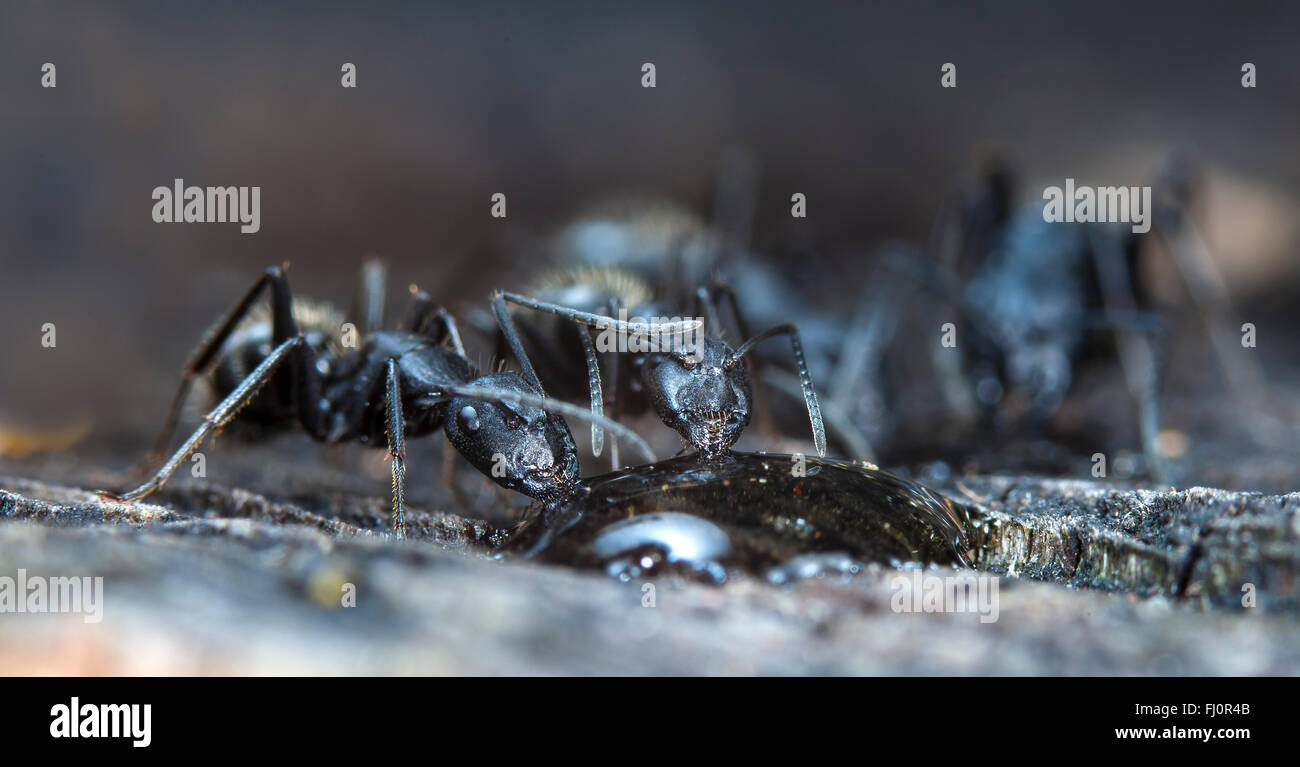 big forest ant eats strawberry jam Stock Photo - Alamy