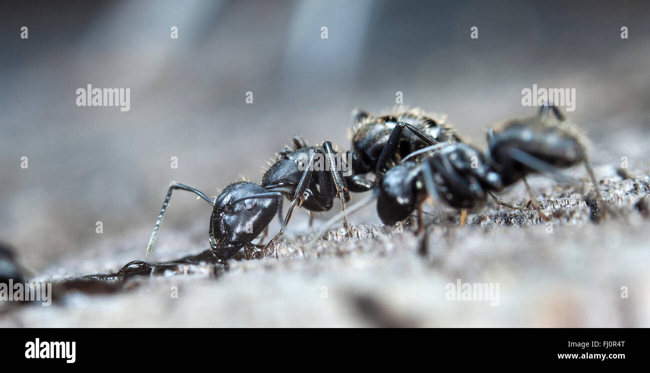 big forest ant eats strawberry jam Stock Photo - Alamy