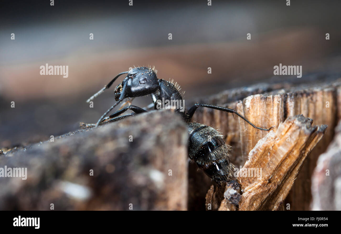 big forest ant in a native habitat Stock Photo - Alamy