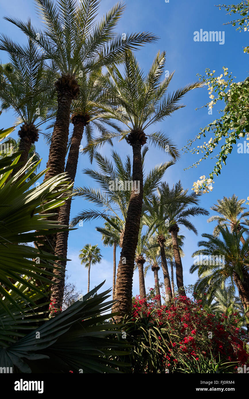 Looking up at the Africa Palm Trees at 'Jardin Majorelle' Gardens ...